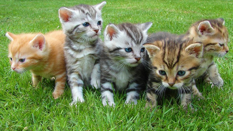 Estos gatitos son adorables