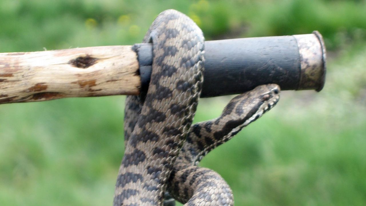 Así puedes evitar el ataque de una víbora