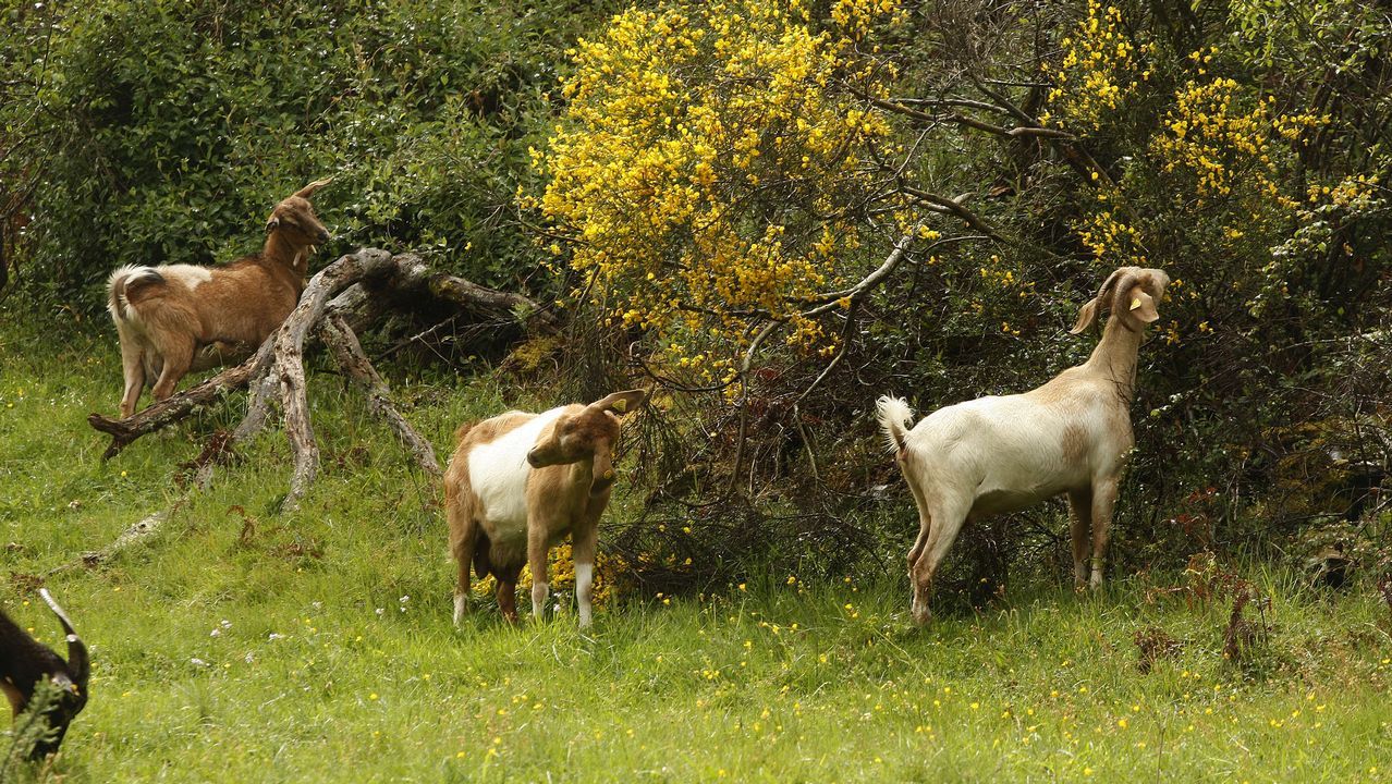 Cuando la cabra tira (y regenera) al monte