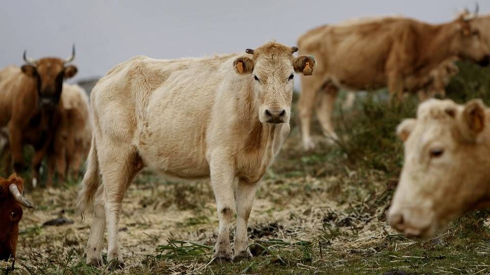 El día en que 400 vacas libres deben pasar por el veterinario hay ...