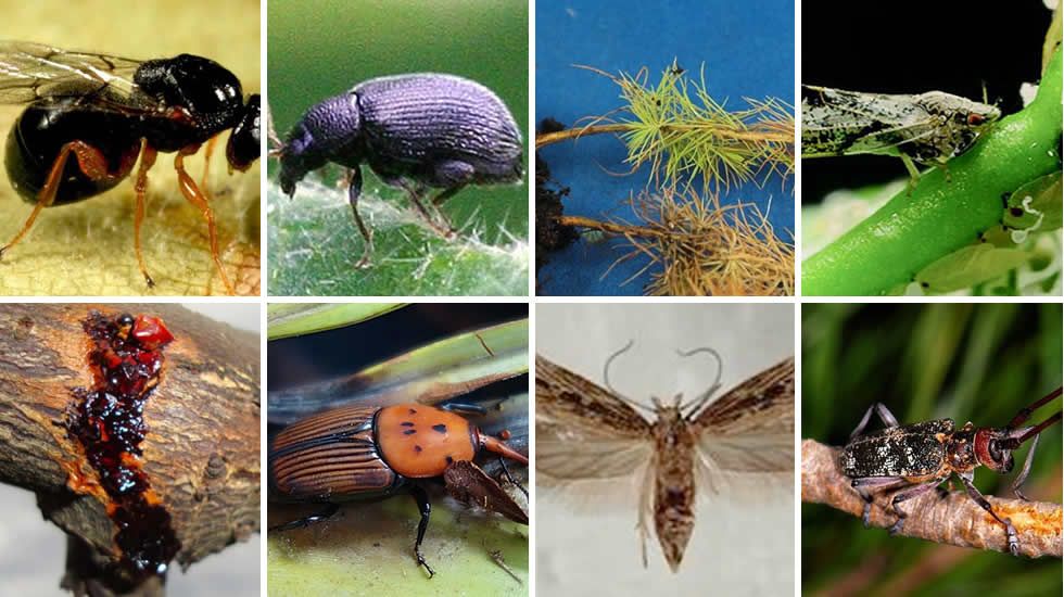 Ocho plagas de cuarentena