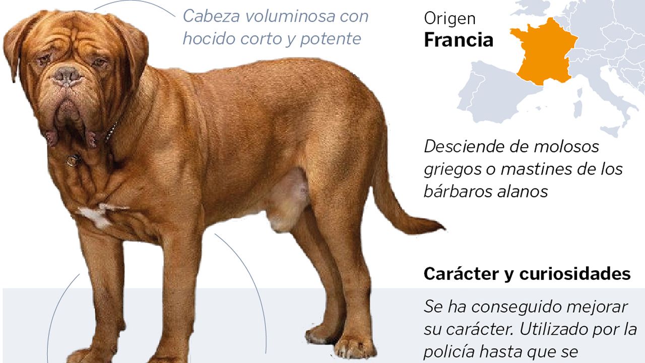 Los atacantes: dogos de Burdeos que figuran en la lista de razas ...