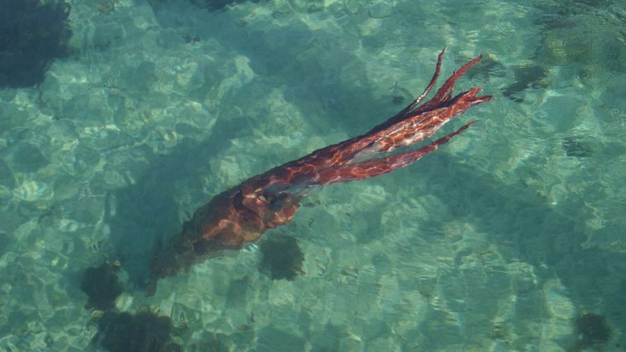 El excepcional calamar gigante fotografiado en Bares llega a Luarca