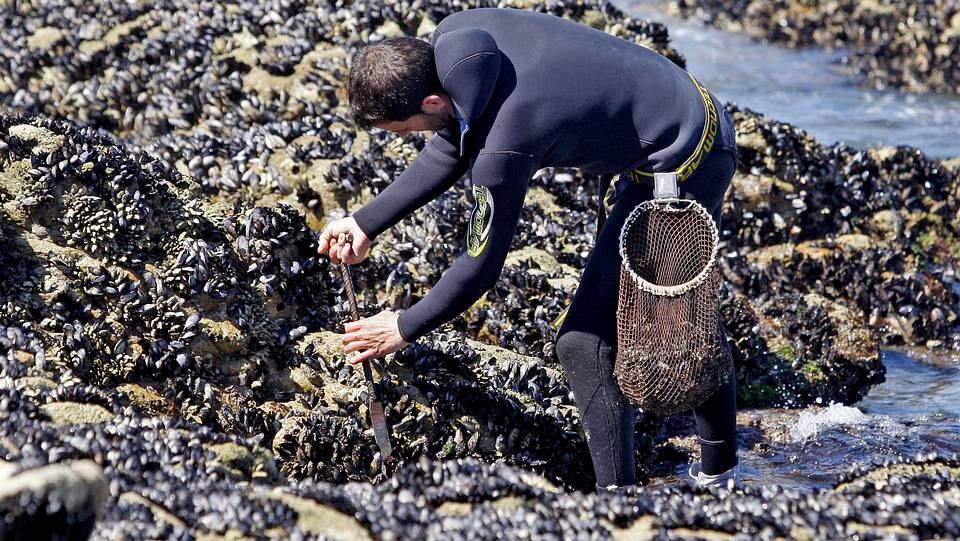 Los percebeiros de Aguiño, en acción