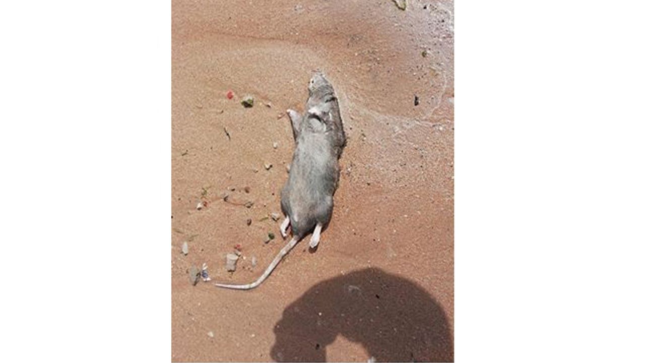 Continúan apareciendo ratas muertas en una playa de San Lorenzo con ...