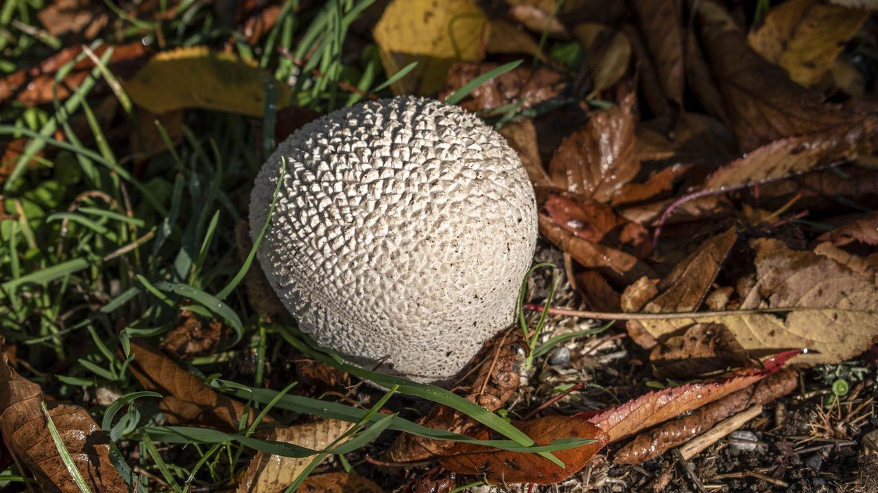 Las setas llegan con retraso pero en buena cantidad