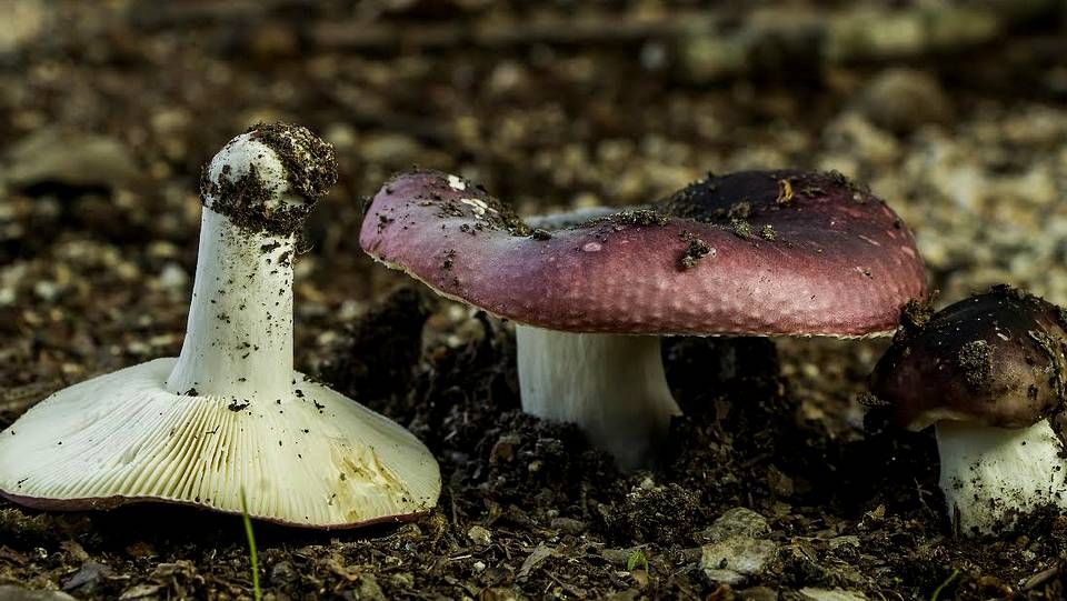 Treinta especies de hongos que brotan en los bosques gallegos